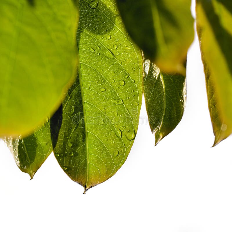 Pattern of Leaf, Abstract Design Background. Shallow Focus. on White ...