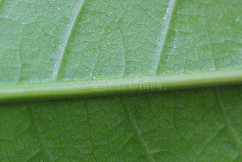 Pattern leaf stock photo. Image of pattern, nature, backgrounds - 66731250