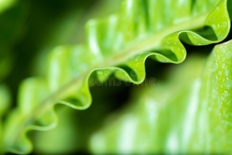 Close Up Pattern of Leaf Edges Stock Photo - Image of garden, design ...