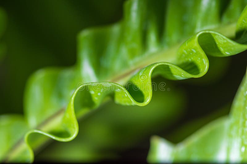Close Up Pattern of Leaf Edges Stock Photo - Image of greenery, element ...
