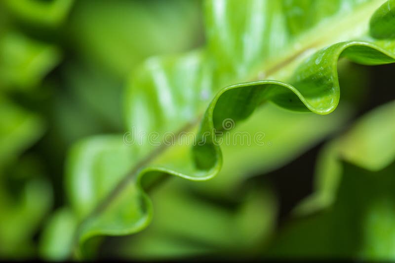 Close Up Pattern of Leaf Edges Stock Image - Image of beautiful, fresh ...