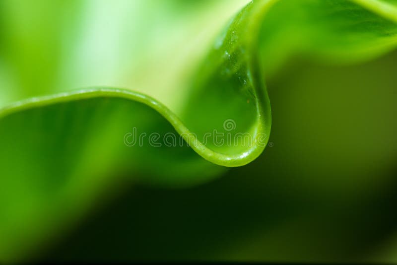 Close Up Pattern of Leaf Edges Stock Image - Image of forest, greenery ...