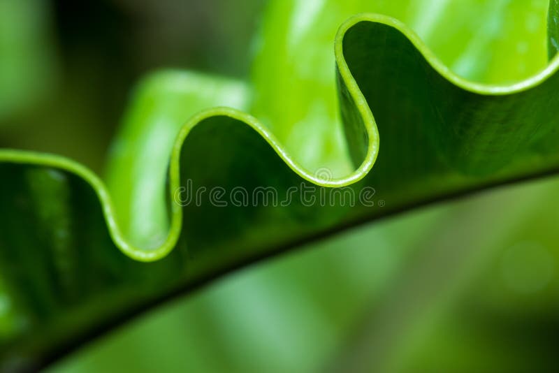 Close Up Pattern of Leaf Edges Stock Photo - Image of beautiful ...