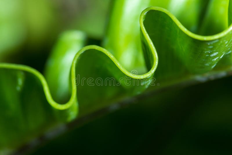 Close Up Pattern of Leaf Edges Stock Photo - Image of growth, abstract ...