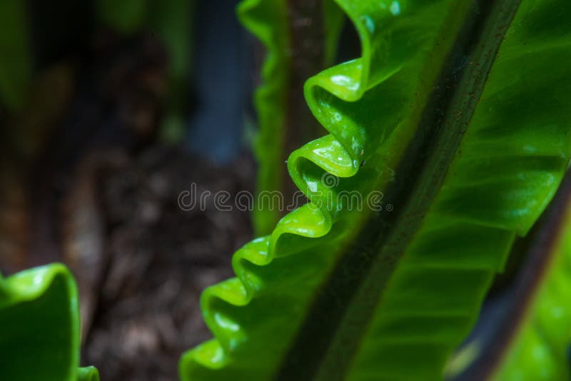 Close Up Pattern of Leaf Edges Stock Image - Image of ecology, leaf ...
