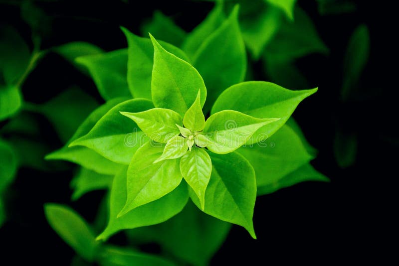 Pattern of Leaf in the Nature Stock Photo - Image of herb, field: 155107220