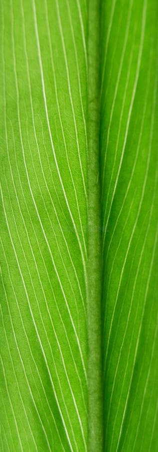 Pattern on the leaf stock image. Image of plant, leaf - 64083989