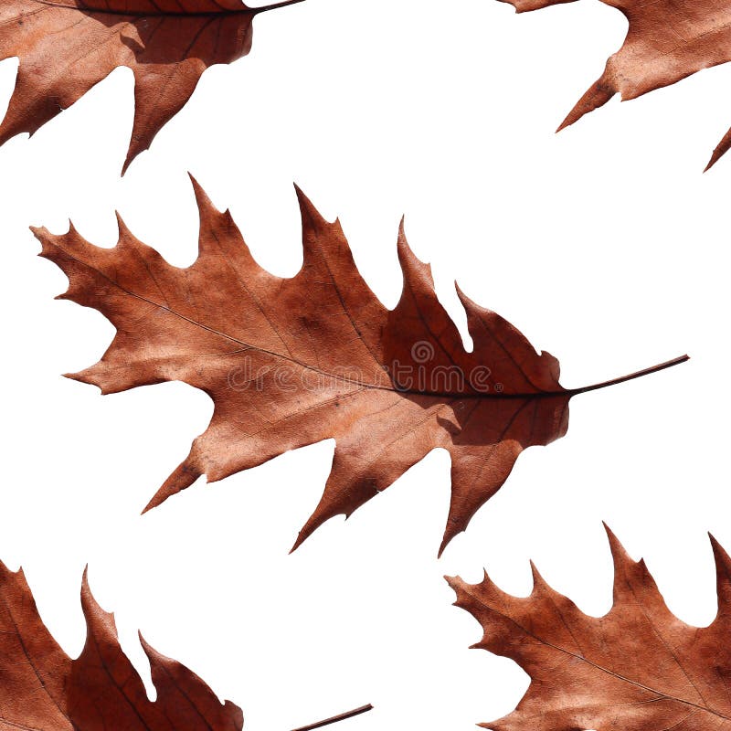 Pattern from a Leaf of a Tree. Stock Photo - Image of season, nature ...