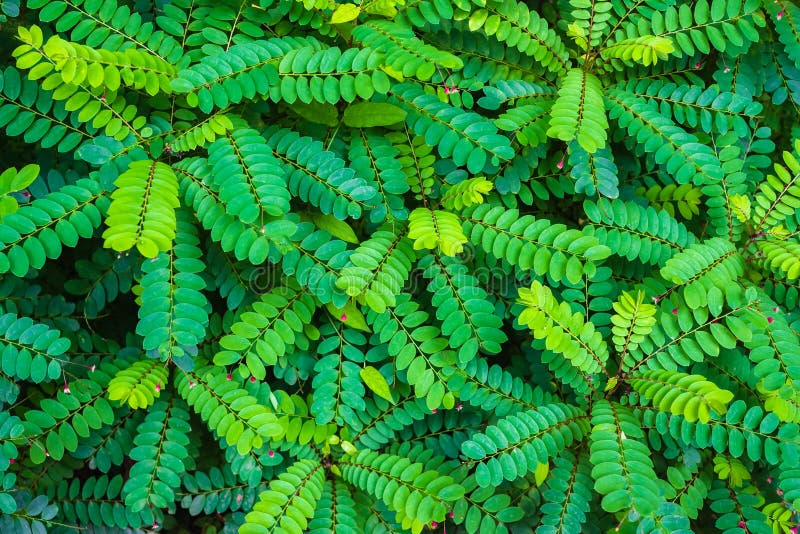 Green Bush Plant in Forest stock photo. Image of environment - 158178838