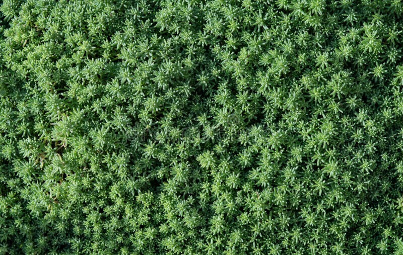 Pattern from Leaves and Twigs of Sedum. Stock Photo - Image of ...