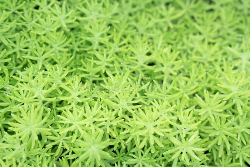 Pattern from Leaves and Twigs of Sedum. Natural Vegetative Texture ...