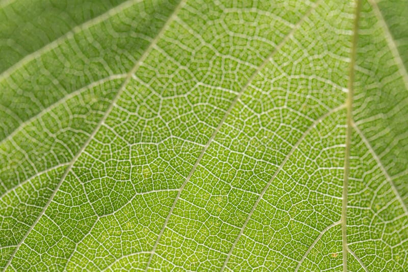 The pattern of the leaves stock image. Image of fresh - 214267195