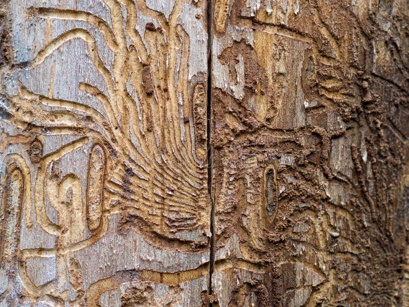 Pattern Left by Bark Beetle Females and Their Larvae, Outer Bark ...