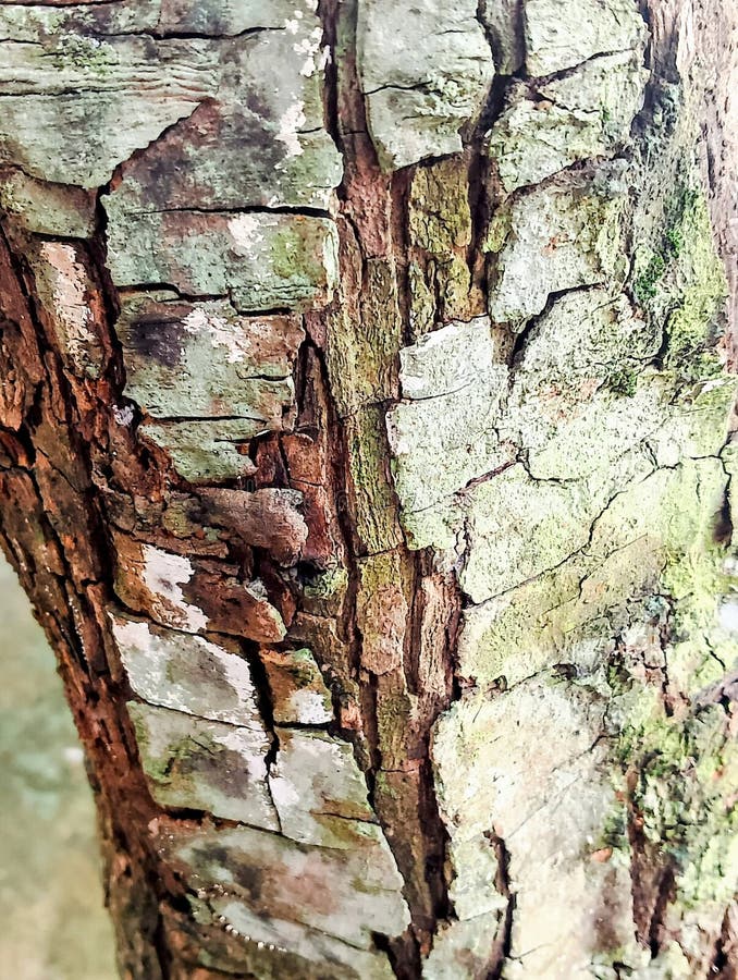 The Pattern of Lines Clearly Visible on the Tree, with a Blend of Green ...