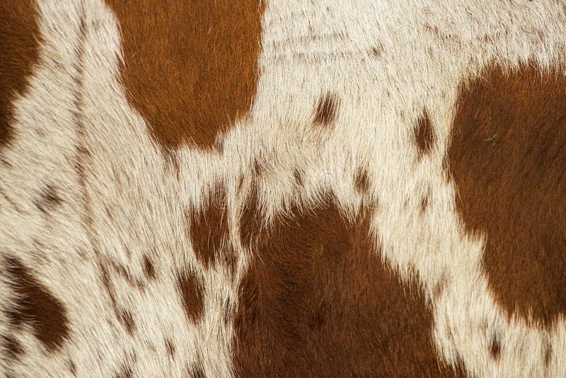 Pattern of a Longhorn Bull Cowhide Stock Image - Image of animal, black ...