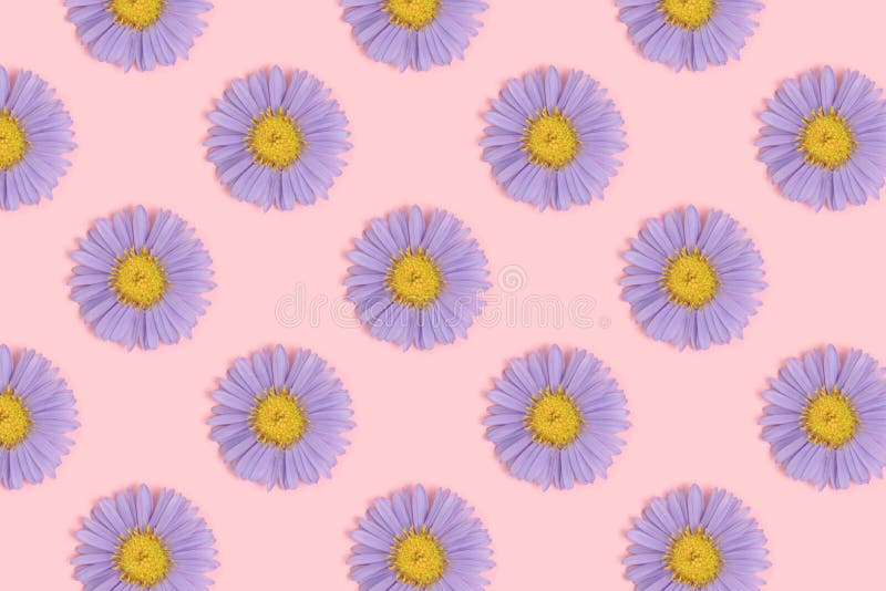 Pattern Made of Aster Flowers on a Pink Background. Stock Illustration ...