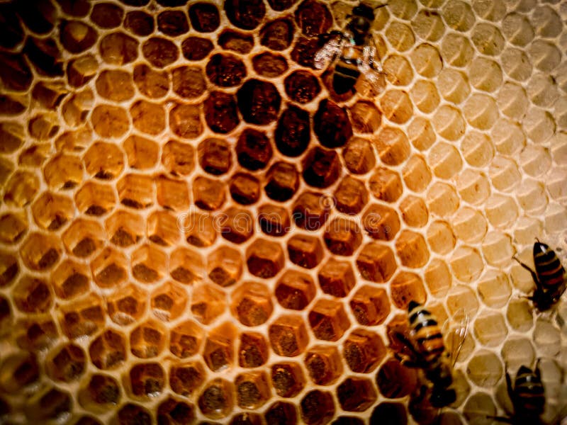 Pattern Made by Bees , Beautiful Art Stock Photo - Image of ...