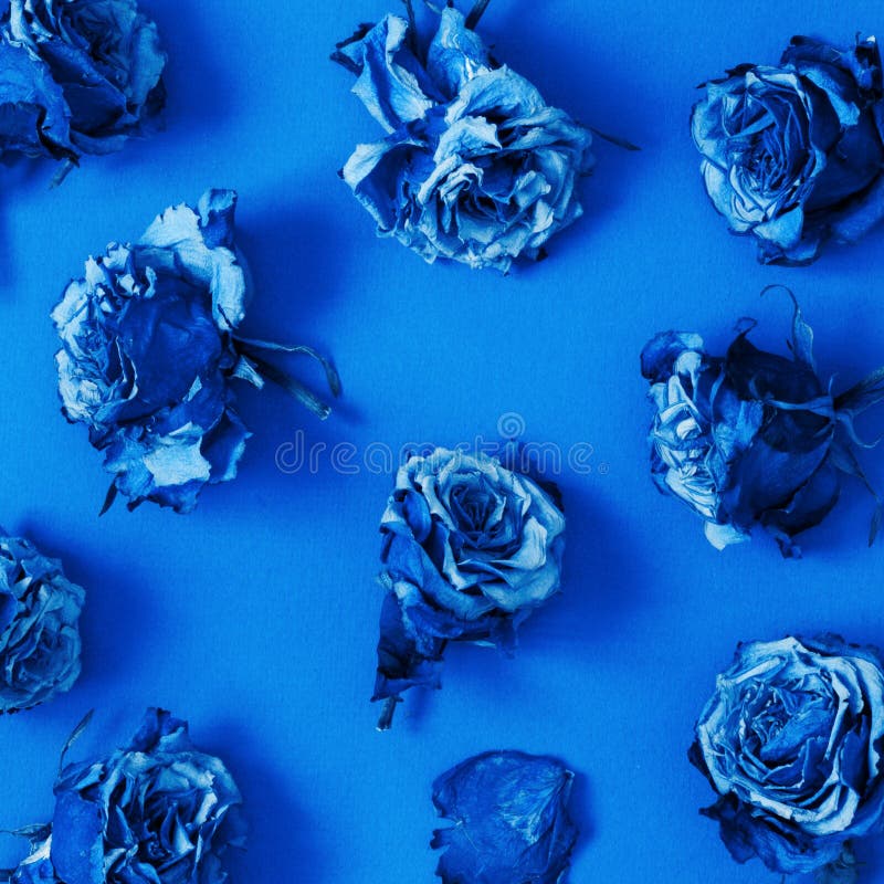 Pattern Made of Dried Rose Flowers. Color of the Year 2020 Classic Blue ...