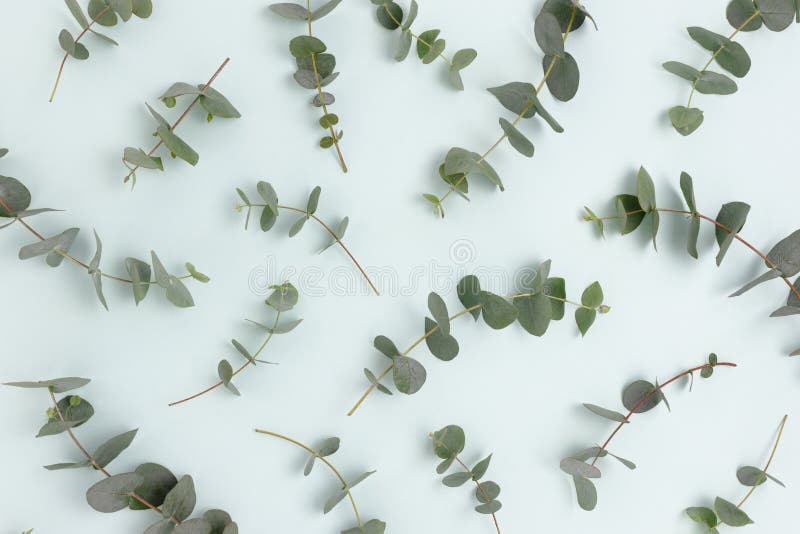 Pattern made of eucalyptus stock image. Image of beauty - 173012145