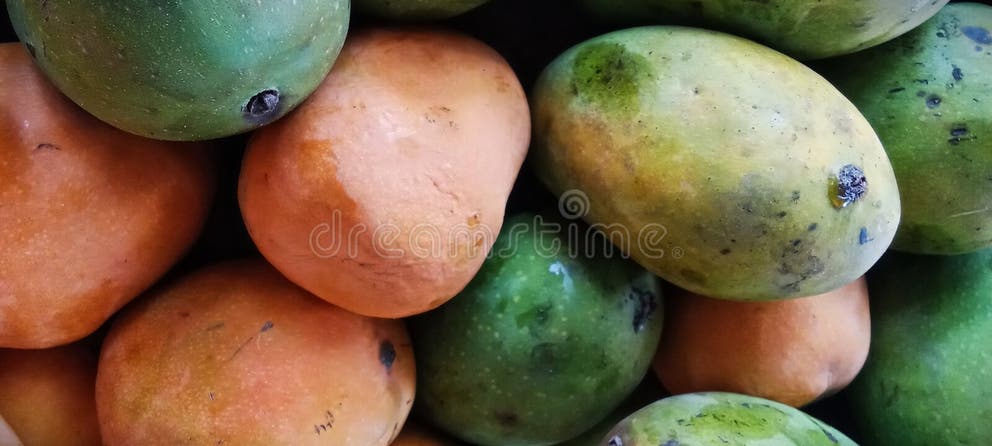 Pattern Mango fruit stock photo. Image of gourd, color - 340444100
