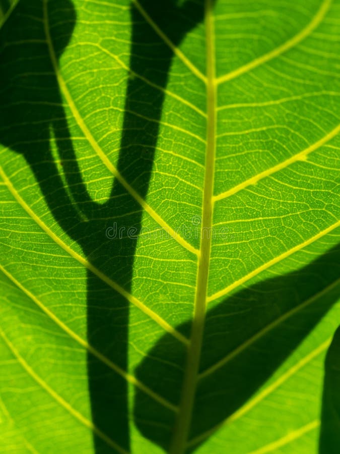 Pattern of Mango Leaf Behind the Mango Branch Shadow Stock Photo ...