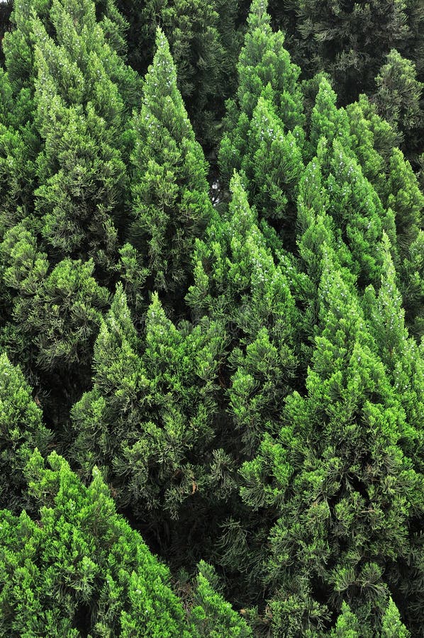 Pattern from Many Cypress Trees Stock Photo - Image of color, leaf ...