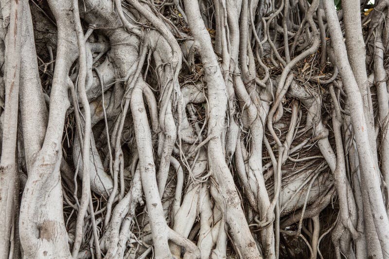 Pattern of Many Tree Roots Texture Background Stock Image - Image of ...