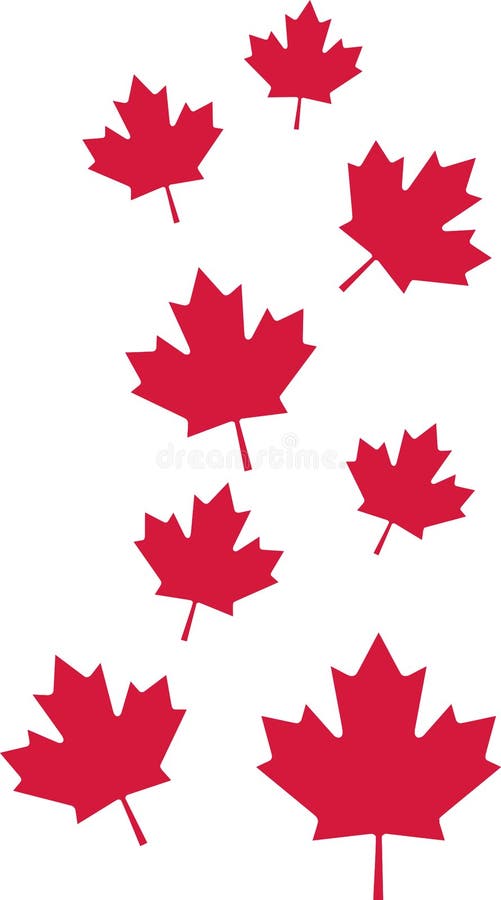 Pattern of maple leaves stock vector. Illustration of geography - 107158889