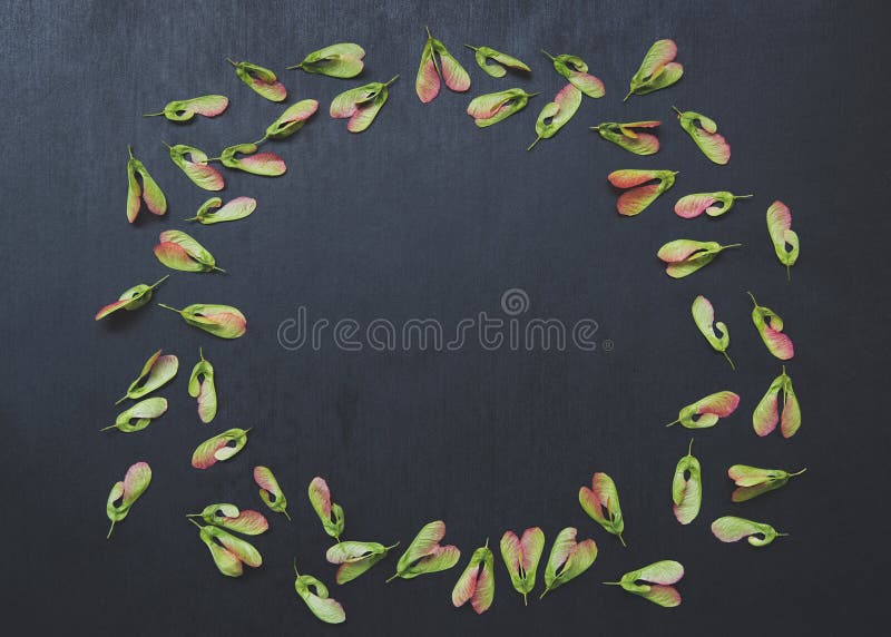 Pattern of maple seeds stock image. Image of decoration - 73905763