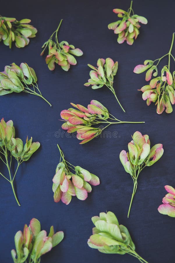 Pattern of maple seeds stock photo. Image of design, botanical - 73940336