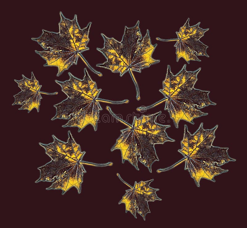 Pattern of Maple Tree Leaves Stock Illustration - Illustration of ...