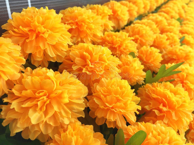 Pattern of Marigold by Fabric Stock Image - Image of season, beauty ...