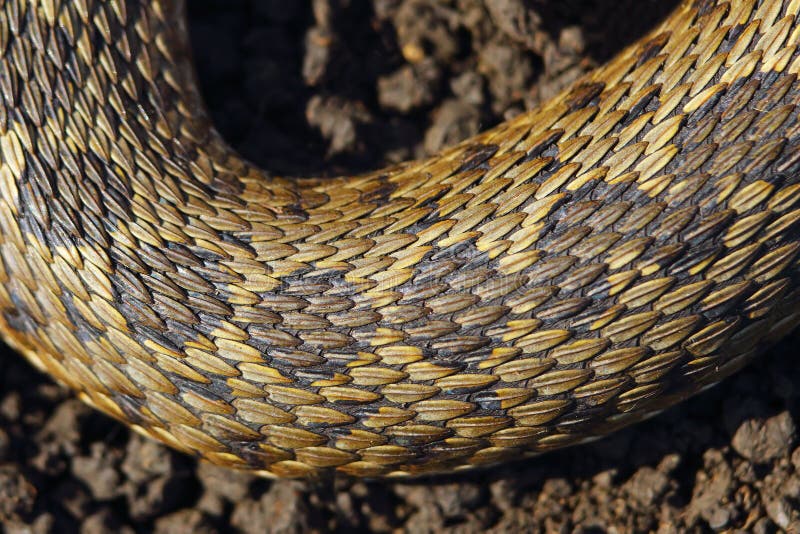 Pattern of meadow adder stock photo. Image of phobia - 74817848