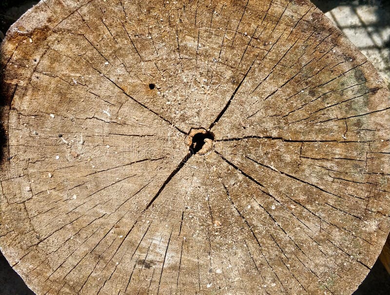 The Pattern in the Middle of a Tree Trunk. Stock Photo - Image of ...