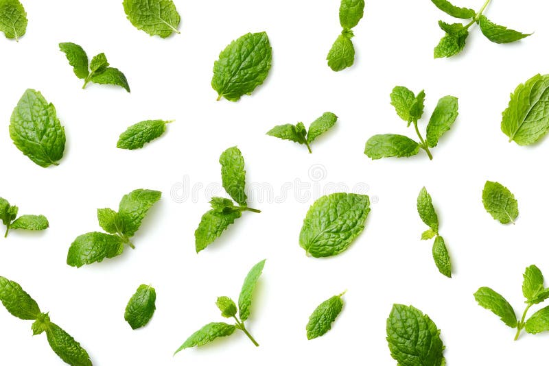 Pattern of mint leaves stock photo. Image of aromatic - 130753034