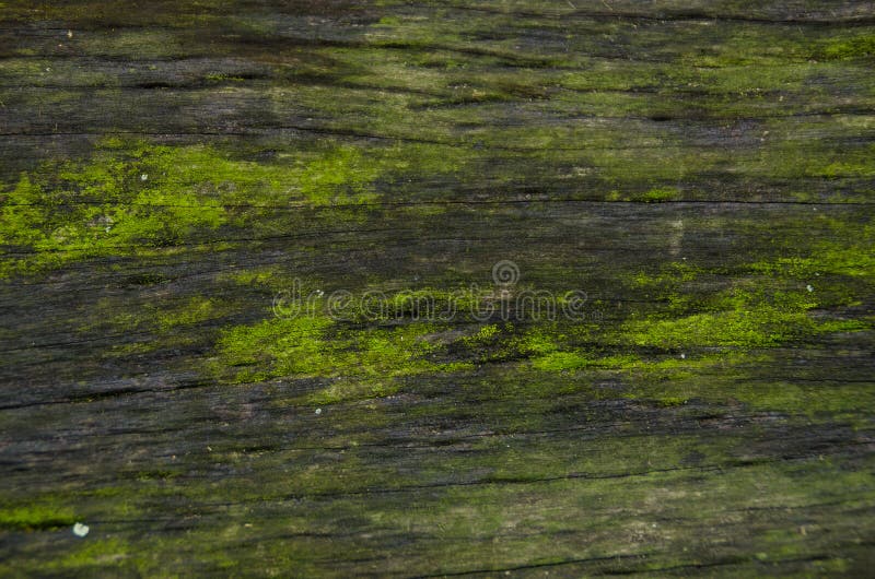 Pattern of Moss on Old Wood Stock Photo - Image of yellow, detail: 76956468