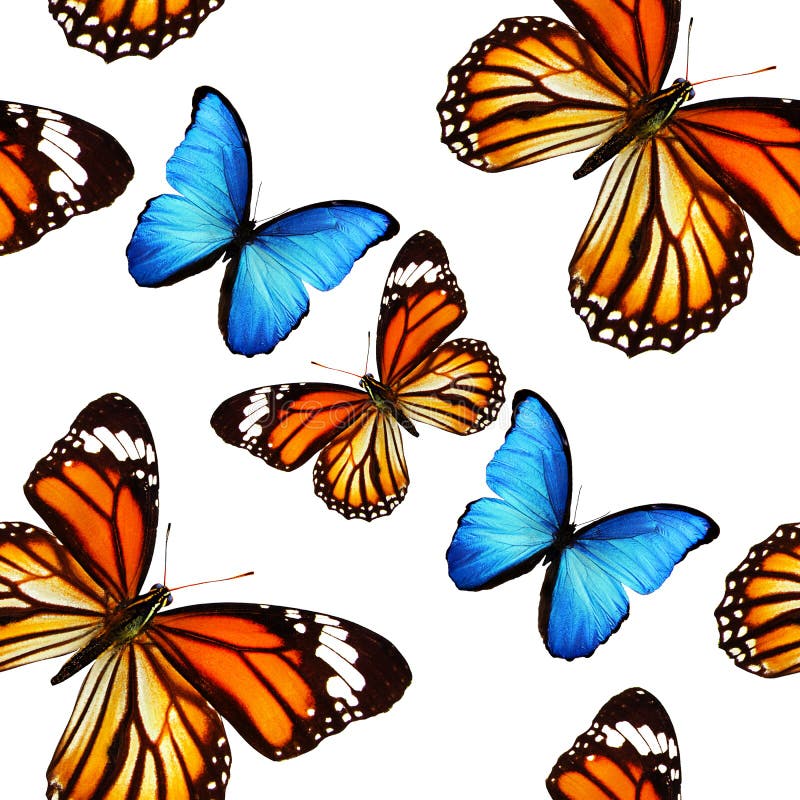 Pattern with Colorful Butterflies Stock Illustration - Illustration of ...