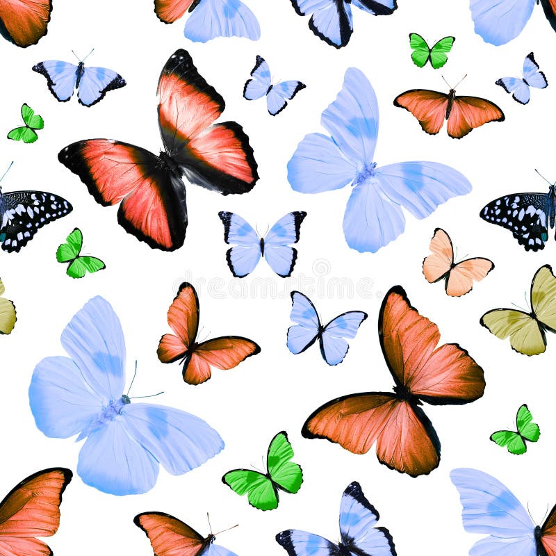 Pattern with Natural Colorful Butterflies Stock Illustration ...