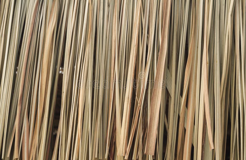 Pattern of Nipa palm stock image. Image of leaf, closeup - 25346861