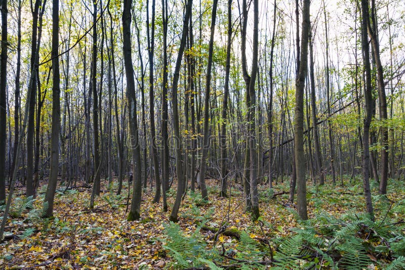 Pattern of Oak Trees in the Forest Stock Photo - Image of misty, nature ...
