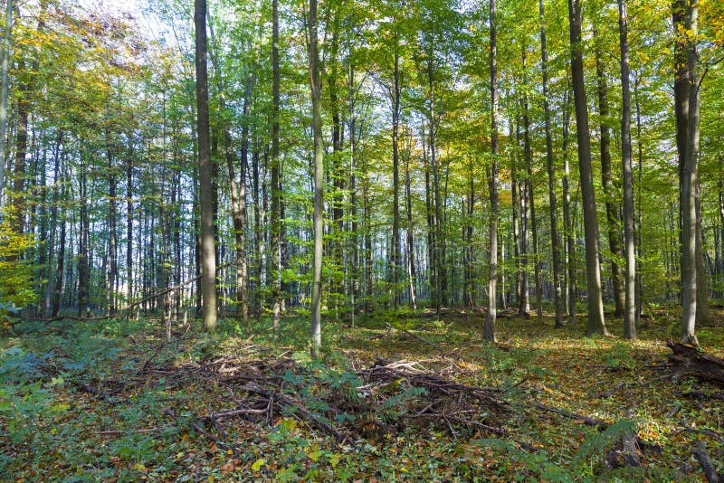 Pattern of Oak Trees in the Forest Stock Photo - Image of path, foliage ...