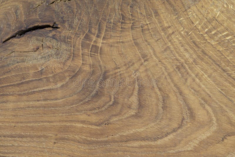 A Pattern of Oak Wood. Wood Grain Texture. Cross Section of a Tree ...