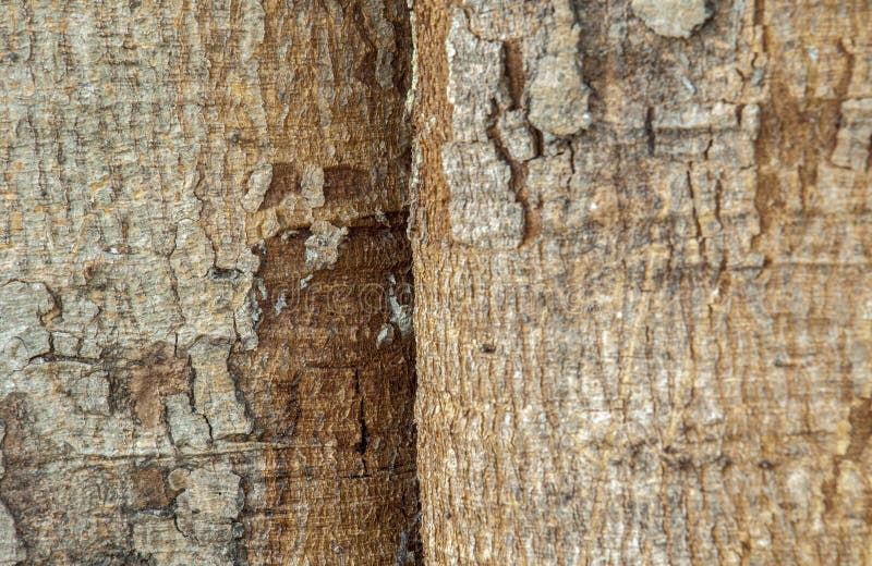 The Pattern of the Old Bodhi Tree in the Summer of Thailand Stock Photo ...