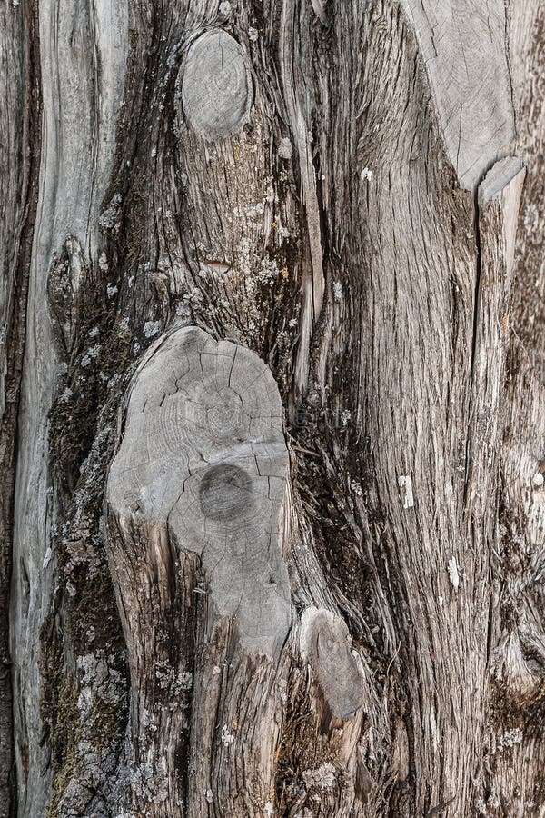 Pattern of an Old Olive Tree Stock Photo - Image of trunk, rough: 69253636