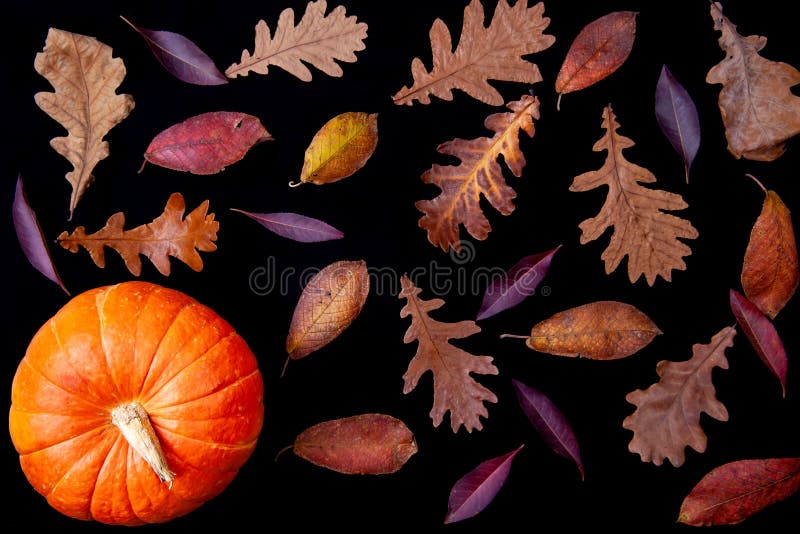 Pattern of Orange Pumpkin with Oak Leaves on Black Background Stock ...
