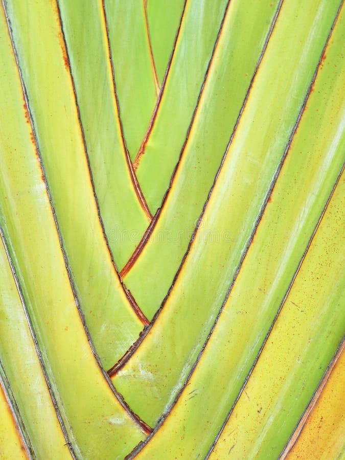 Pattern of Ornamental Banana Stock Photo - Image of exotic, beautiful ...