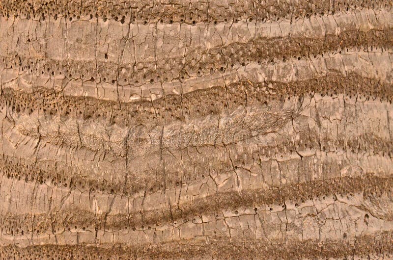 Pattern on palm skin stock image. Image of surface, wonderful - 59206683