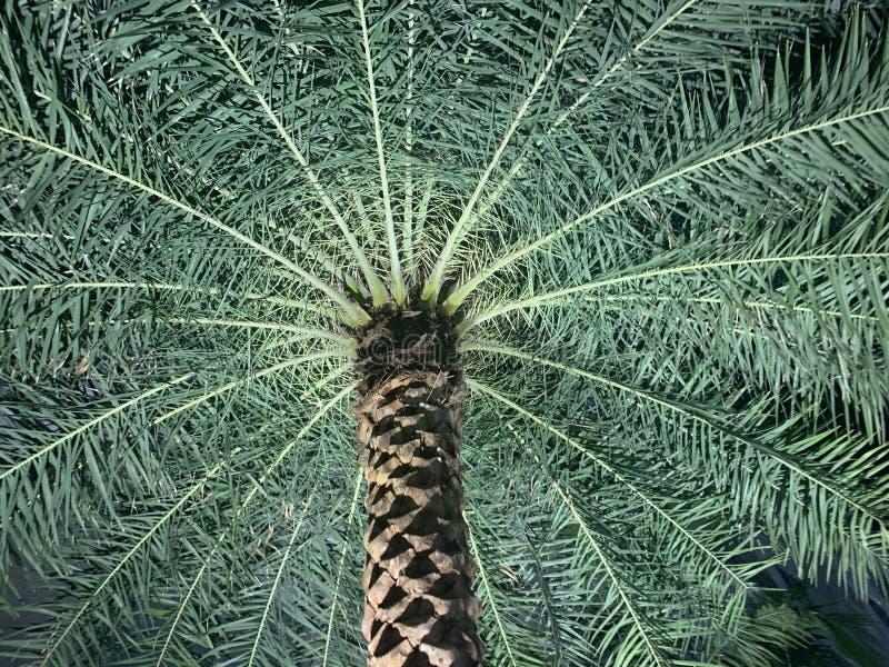 Pattern of a Palm Tree from Below Stock Image - Image of ecosystem ...