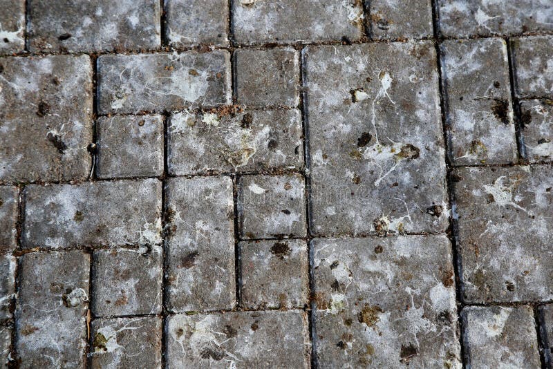 Pattern of Park Tile with Bird Poop. Texture Stock Image - Image of ...