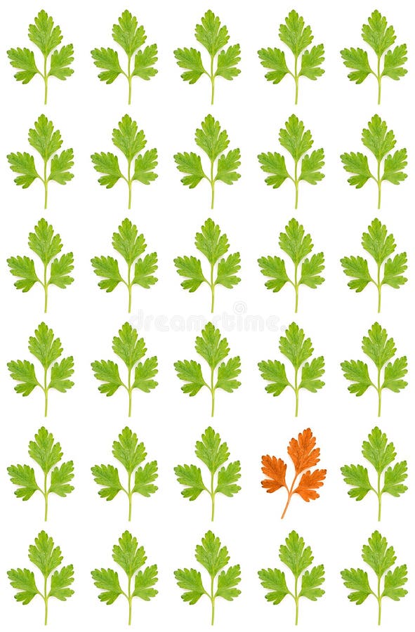Pattern from parsley stock photo. Image of leaf, fresh - 12229510